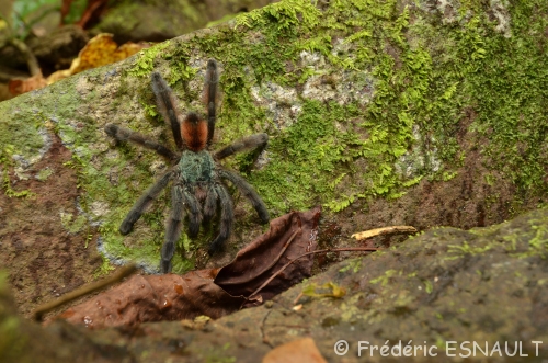 Parc Naturel Régional de La Martinique - Blog de Biosphère Nature