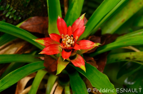 Parc Naturel Régional de La Martinique - Blog de Biosphère Nature